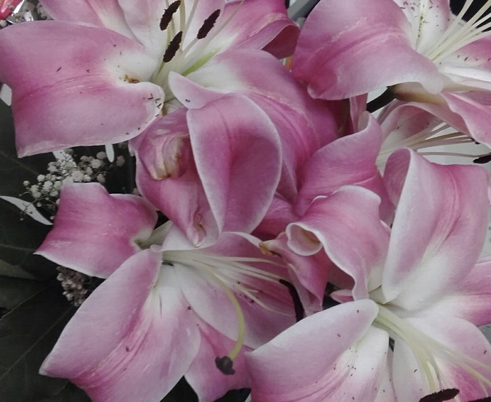 “Flowers” by Ysabelle Cheung – Hong Kong Protesting